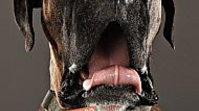 Mars Petcare Brings Wet Dog Food Portfolio Together in Campaign | News ...